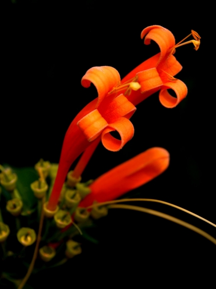 Flame Vine by DB Photography on The Bazaar