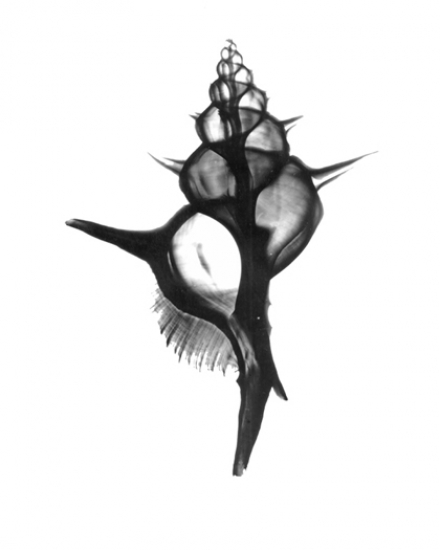 Positive X-ray of alabaster murex seashell by Bert Myers Photography on ...