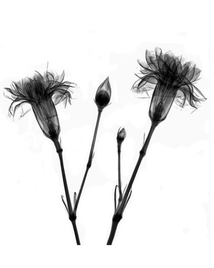 X-ray flowers and buds by Bert Myers Photography on The Bazaar