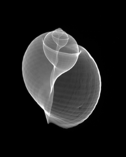 Negative X-ray of tun seashell by Bert Myers Photography on The Bazaar