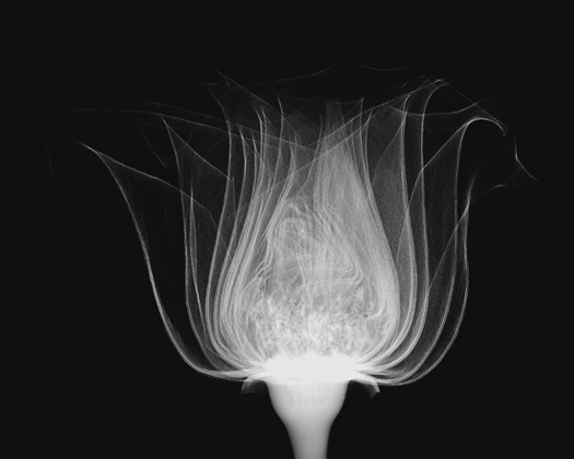 Negative X-ray of Rose #11 blossom by Bert Myers Photography on The Bazaar