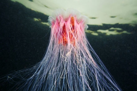 Cyanea capillata by Underwater Experiments on The Bazaar